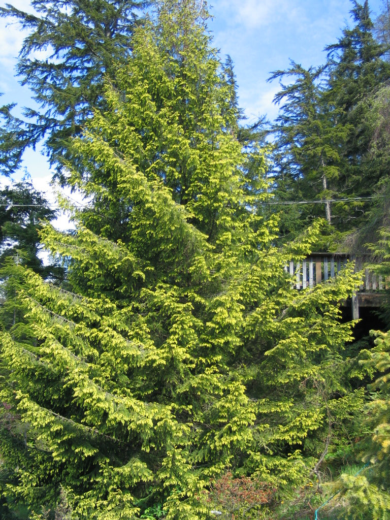 Spruce Tip – Alaskan Brand