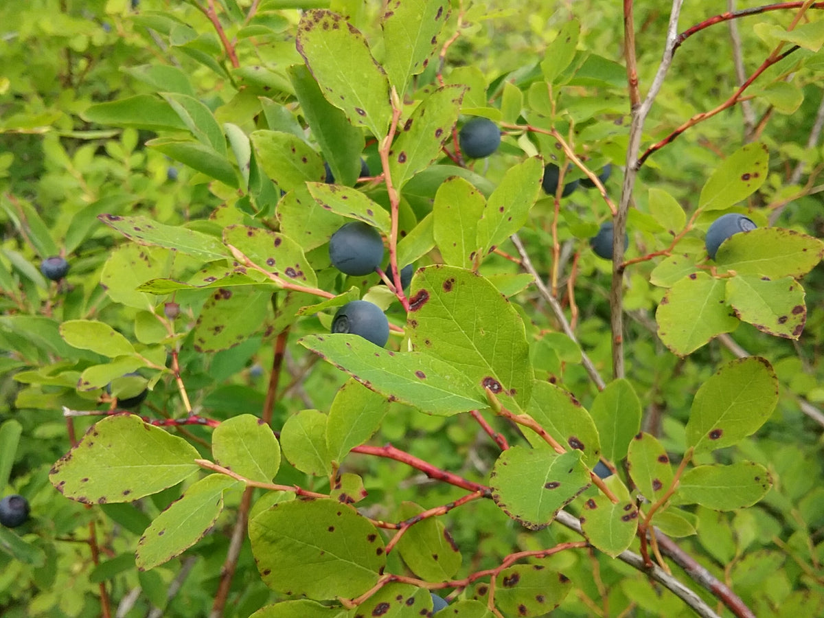 Blueberry Jam – Alaskan Brand