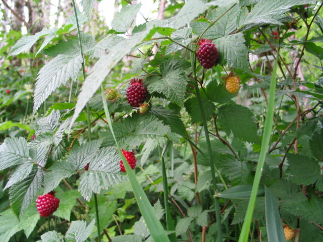 Salmonberry Jelly – Alaskan Brand